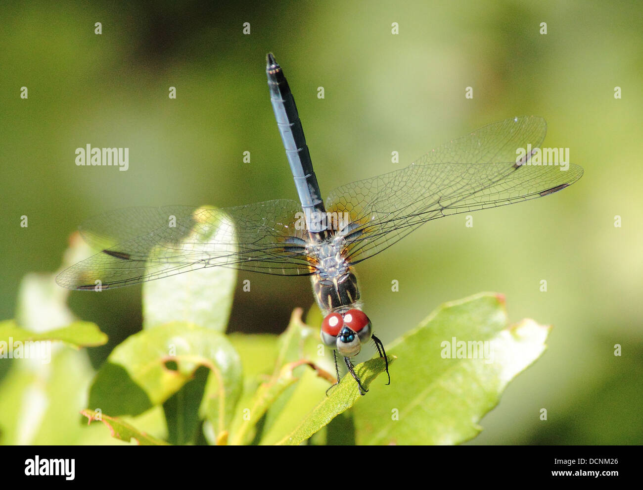 Red eyed bug hi-res stock photography and images - Alamy