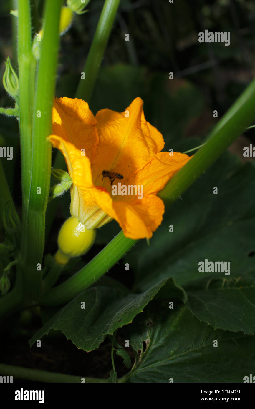Summer squash flower with bee landing inside Stock Photo - Alamy