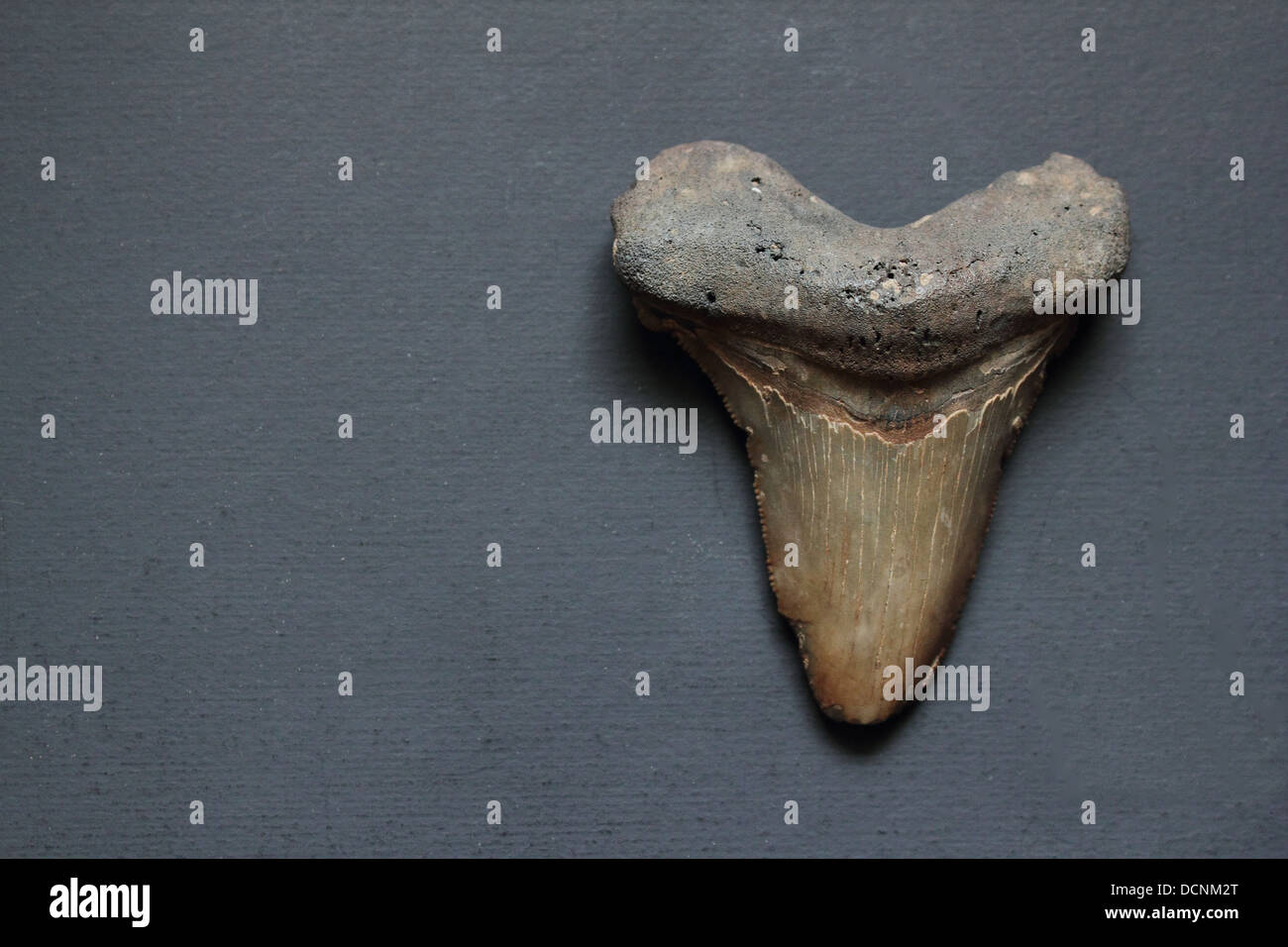 One Big Tooth Stock Photo - Alamy