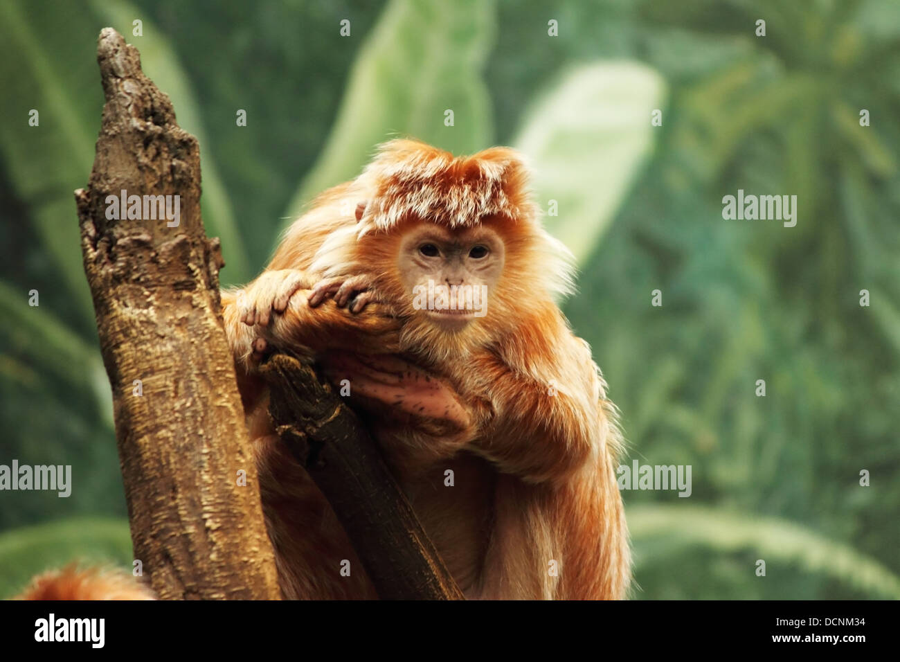 Monkey lazy hi-res stock photography and images - Alamy