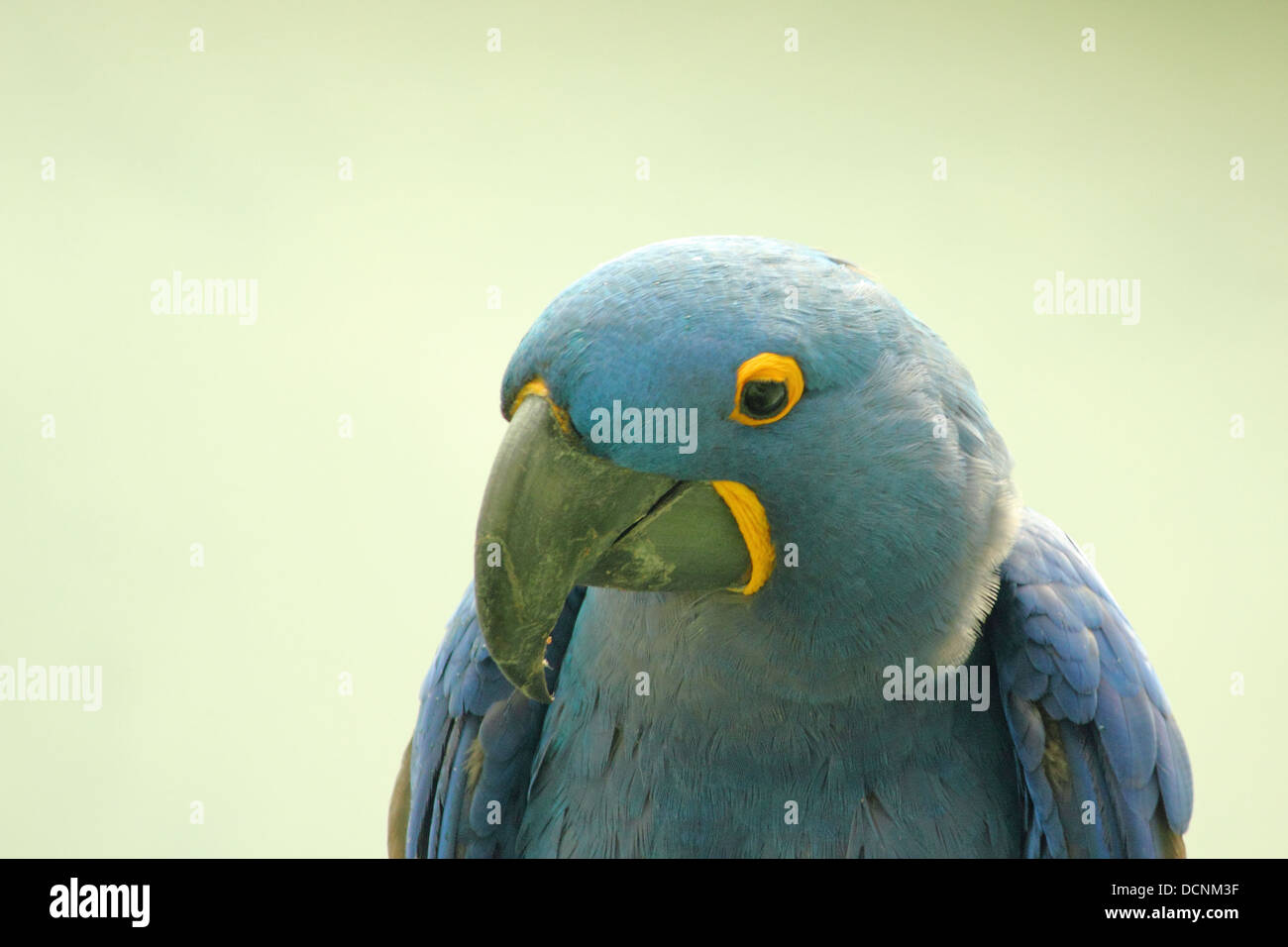 Parrot paradise hi-res stock photography and images - Alamy