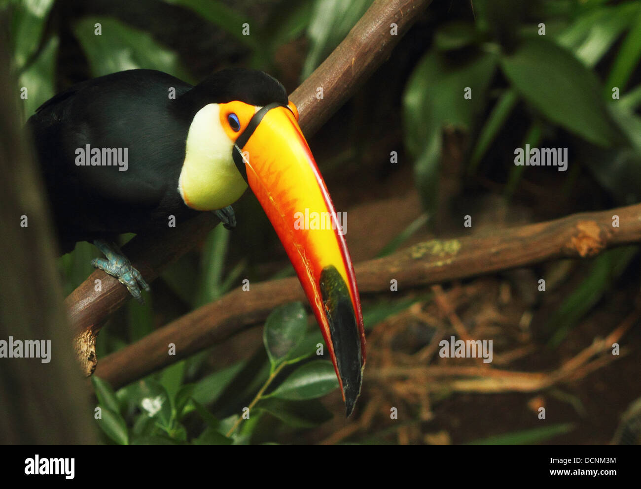 Tucan hi-res stock photography and images - Alamy