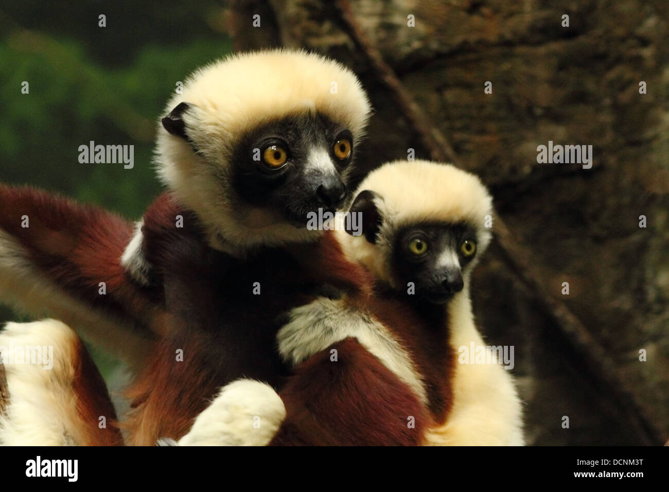Indri Mom and Baby Stock Photo - Alamy