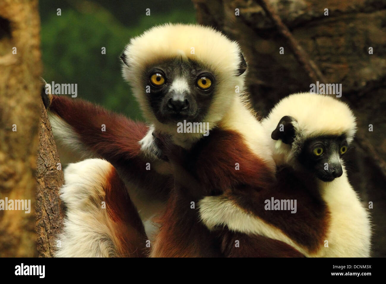 Baby indri lemur hi-res stock photography and images - Alamy