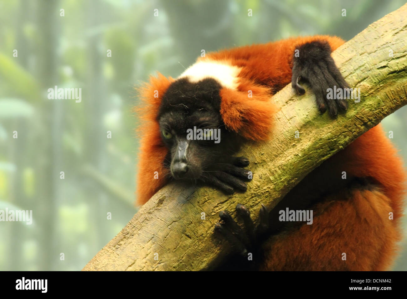 Red Ruffed Lemur Stock Photo - Alamy