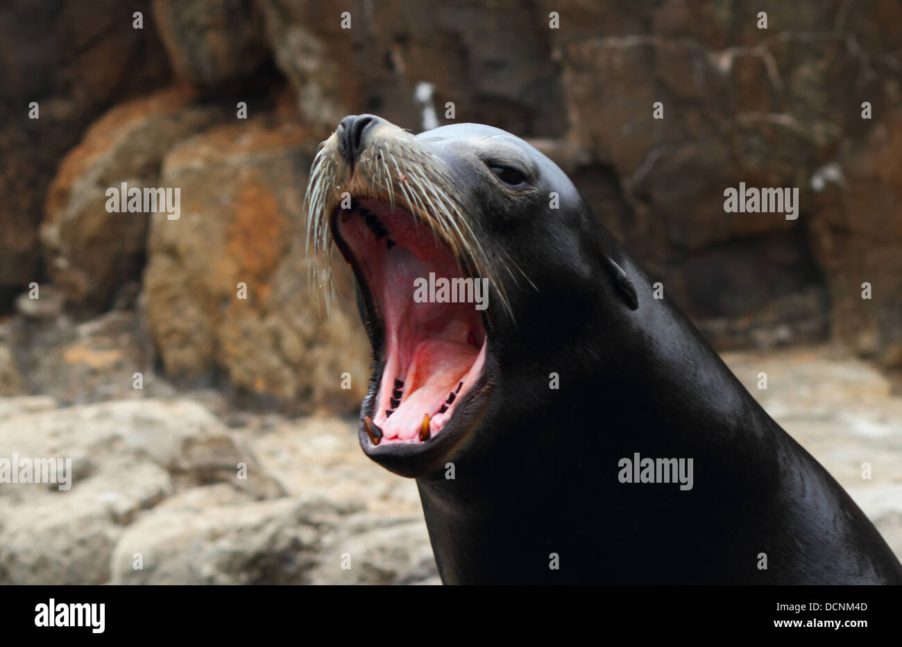Common seal teeth hi-res stock photography and images - Alamy