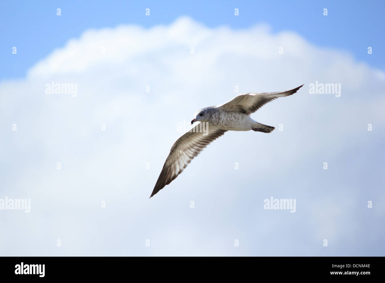 Gull wing span hi-res stock photography and images - Alamy