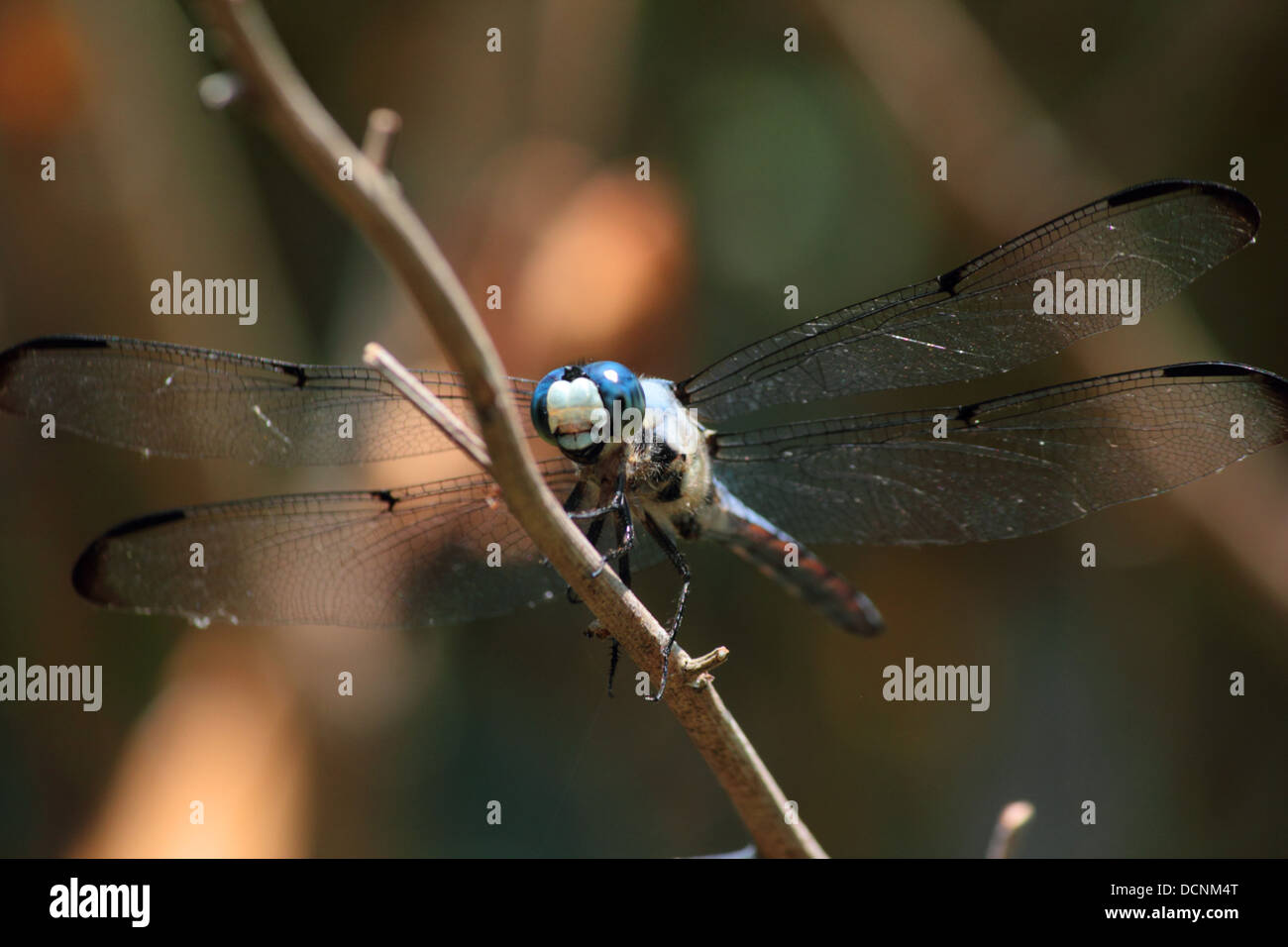 Dragonfly double wings hi-res stock photography and images - Alamy