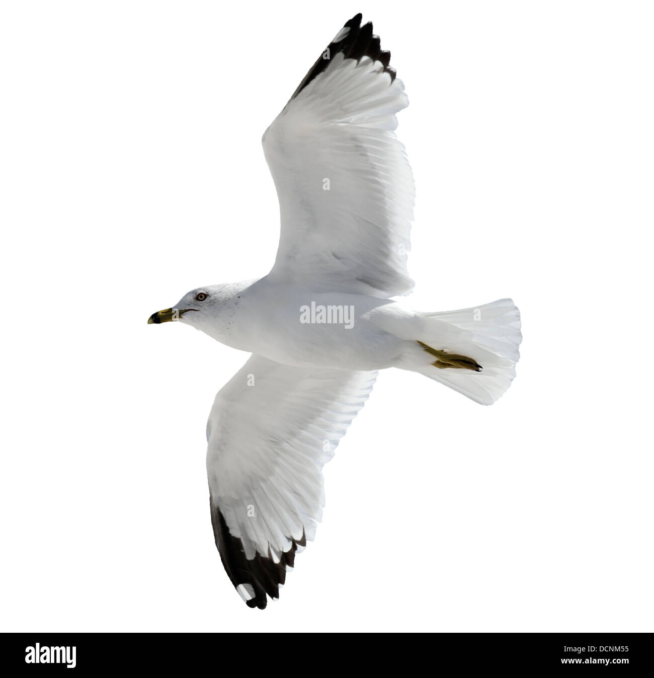 Flying white seagull Cut Out Stock Images & Pictures - Alamy