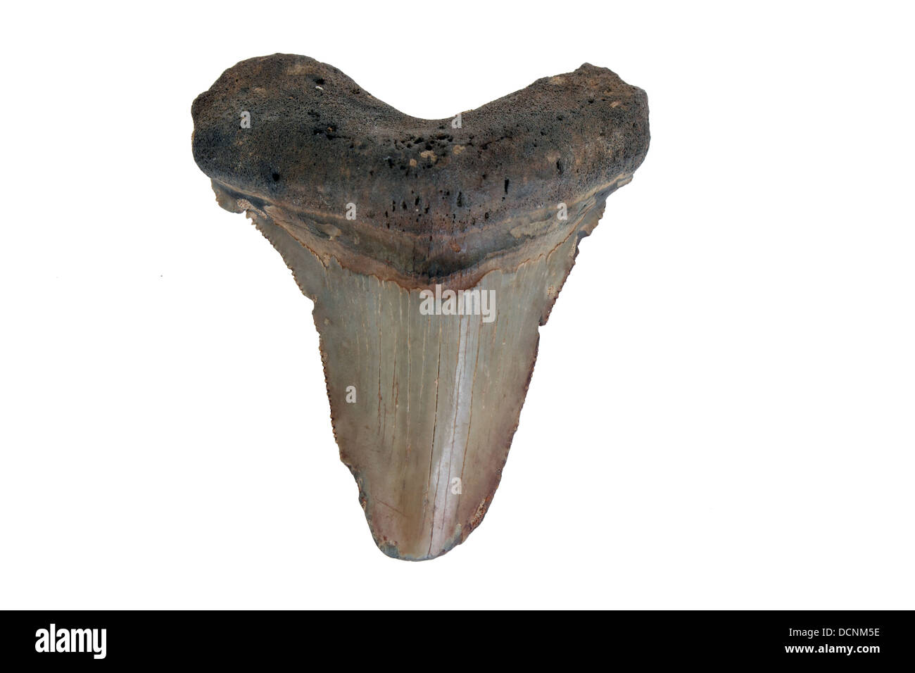 Megalodon hi-res stock photography and images - Alamy