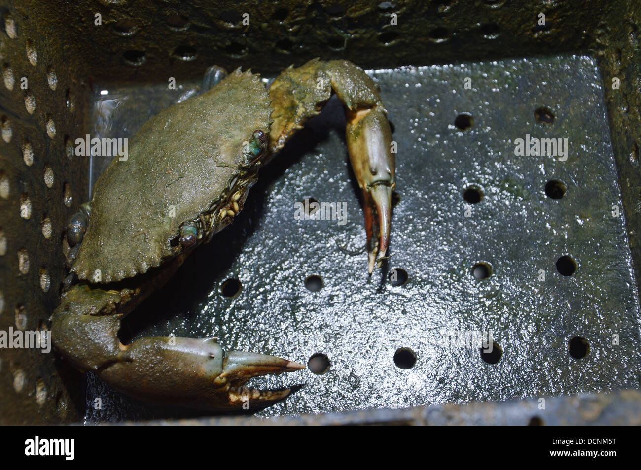 Shelled oysters hi-res stock photography and images - Alamy