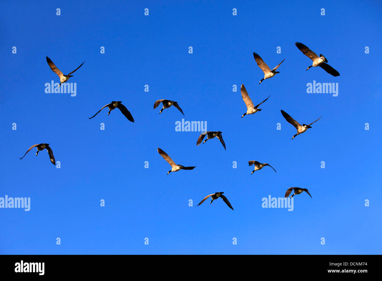 Flying Group Of Geese Stock Photo - Alamy