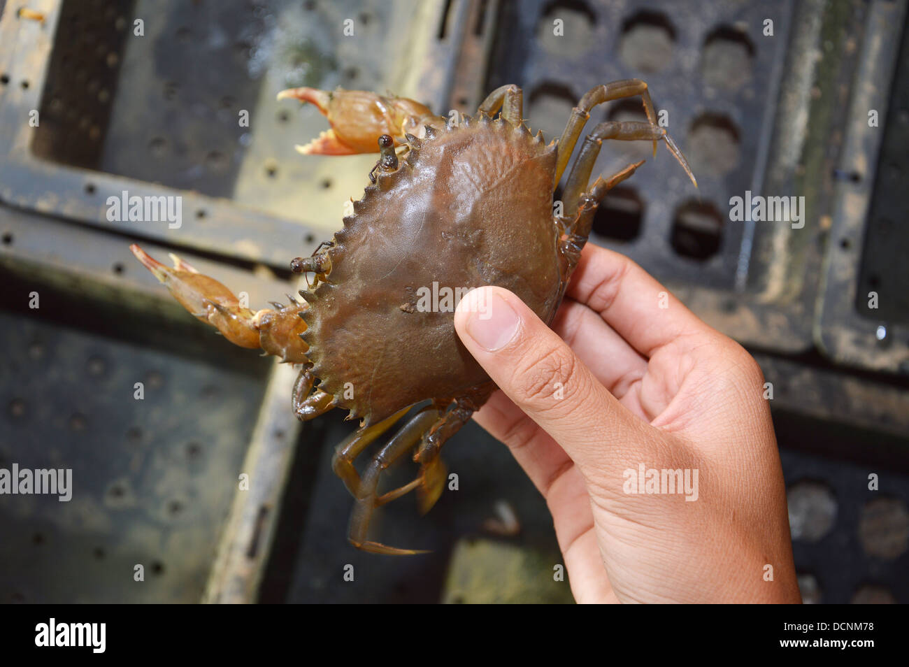 Shelled Oysters High Resolution Stock Photography and Images - Alamy