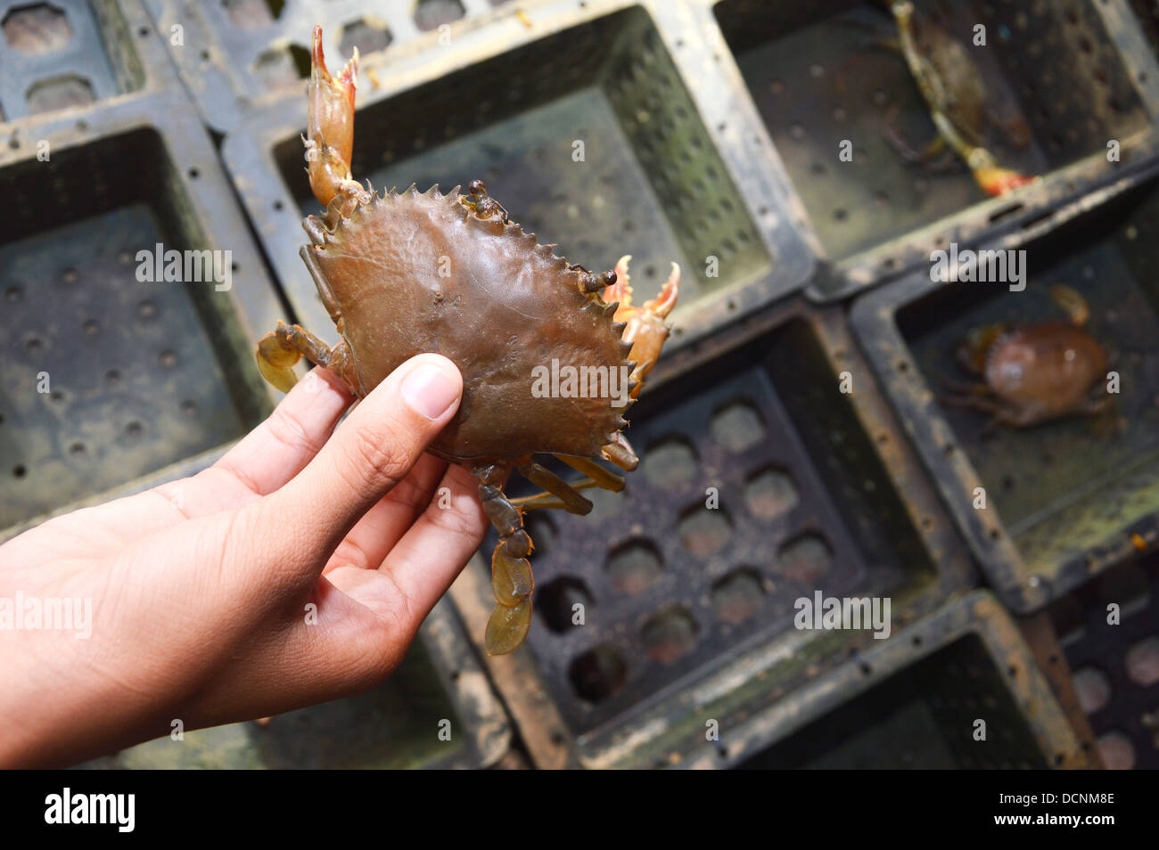 Shelled oysters hi-res stock photography and images - Alamy