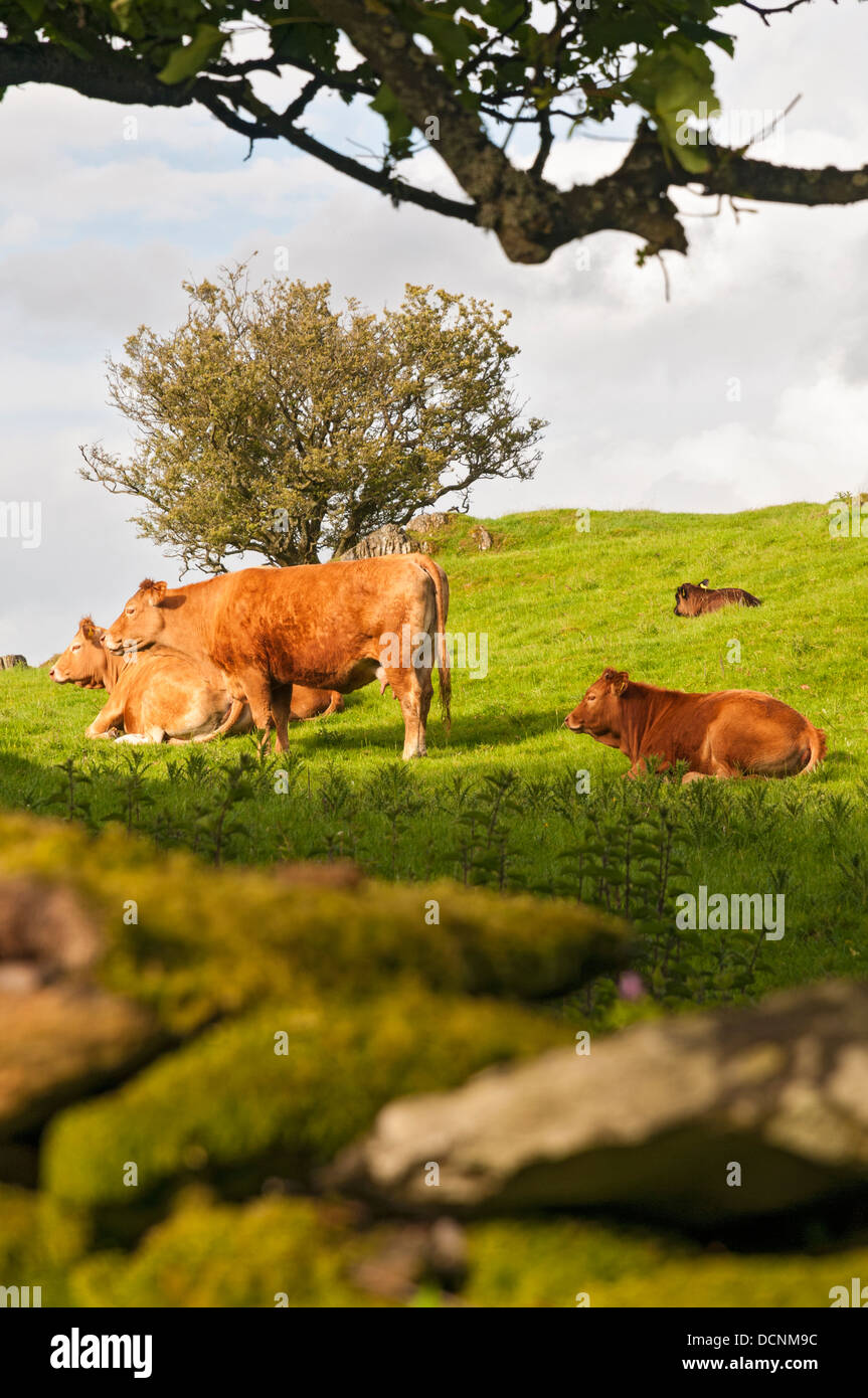 Cattle in the lake district hi-res stock photography and images - Alamy