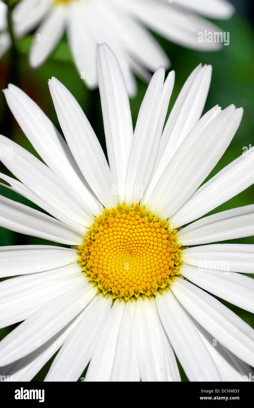 Floral daisy background Stock Photo - Alamy