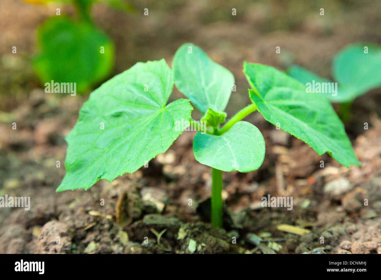 Green seedling in a soil Stock Photo - Alamy