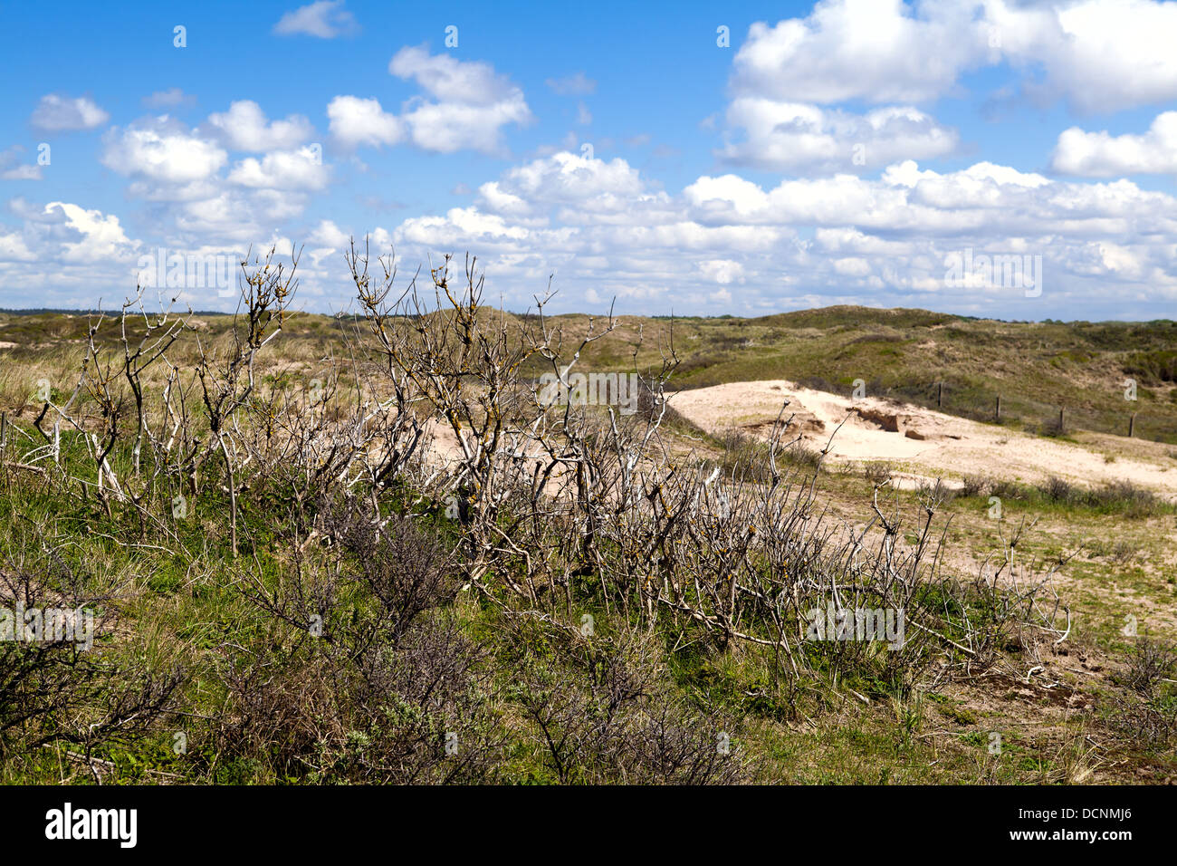 Dry bush hi-res stock photography and images - Alamy