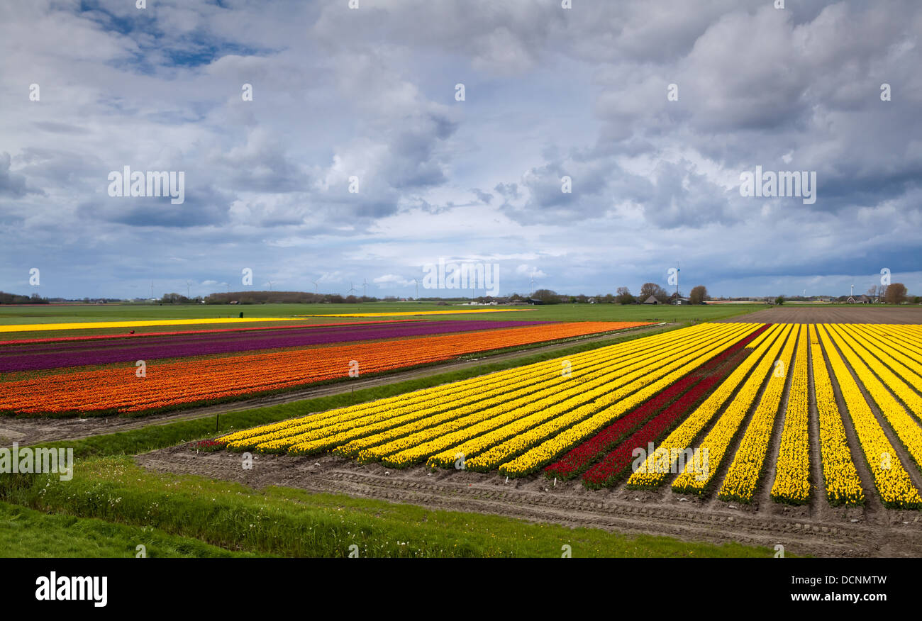 colorful field with tulips Stock Photo - Alamy