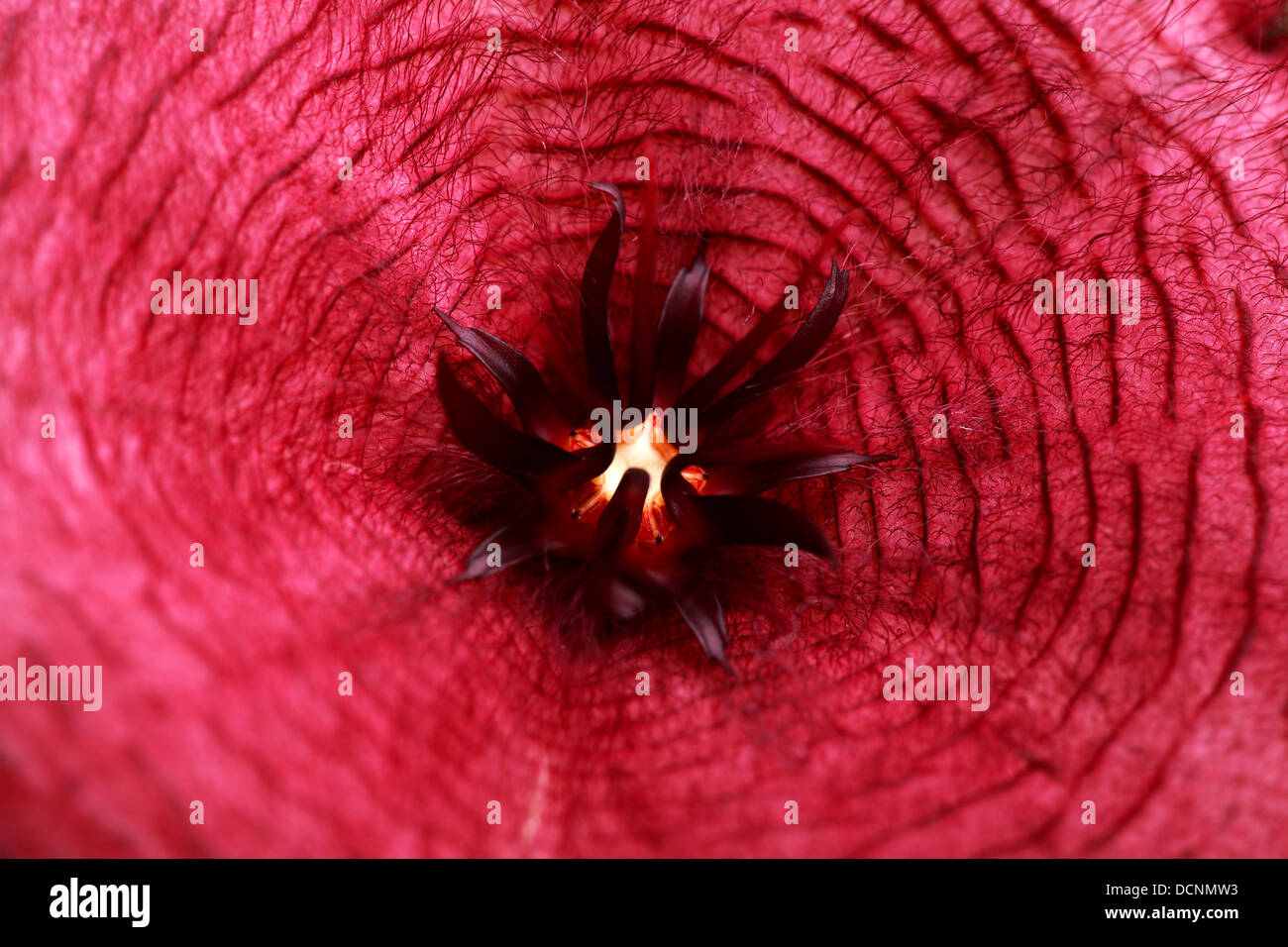 Flower of the stapelia cactus hi-res stock photography and images - Alamy