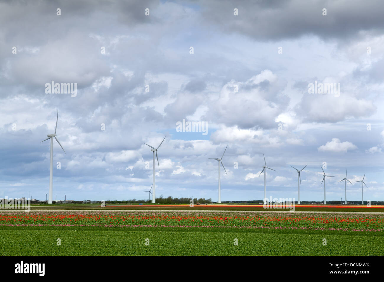 tulip fields and windmills Stock Photo - Alamy