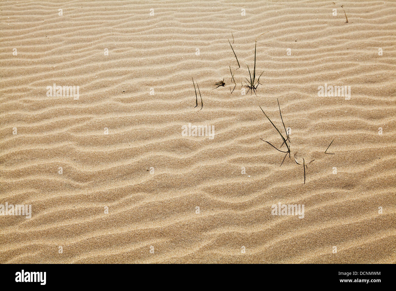 curved sand texture Stock Photo - Alamy
