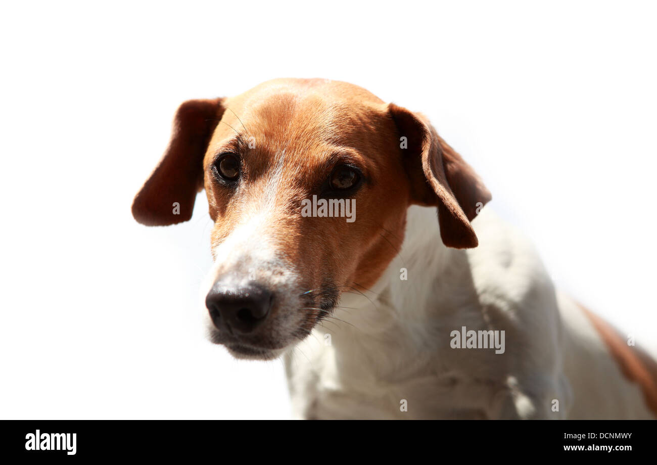 Jack russell terrier dog head hi-res stock photography and images - Alamy