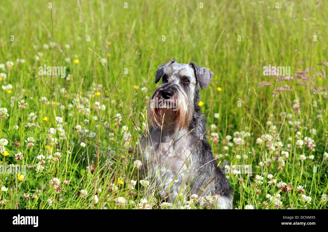 cute dog outdoor Stock Photo - Alamy