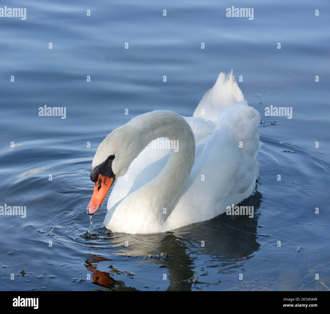 White swan animal hi-res stock photography and images - Alamy