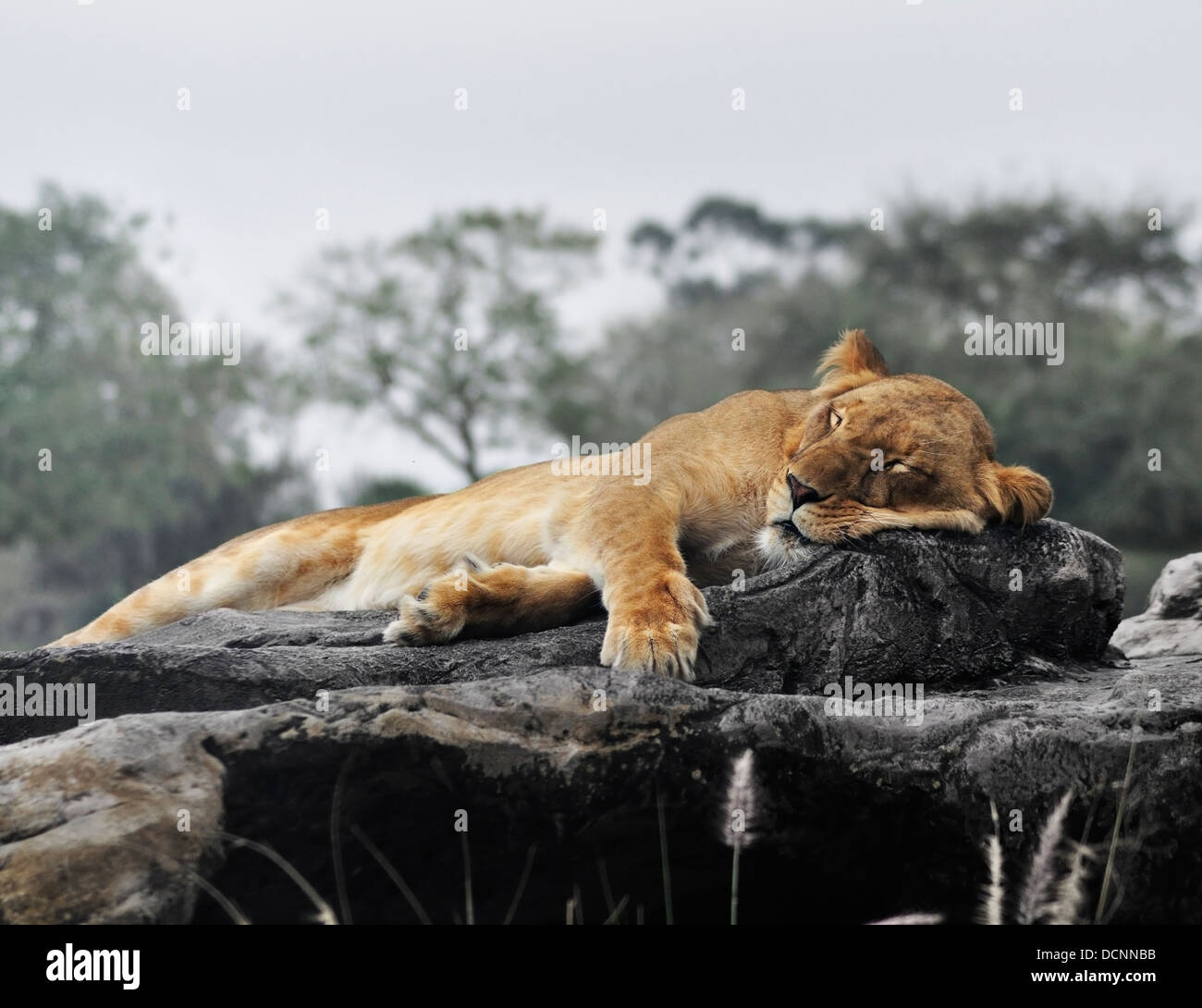 Female animal wild lion hi-res stock photography and images - Alamy