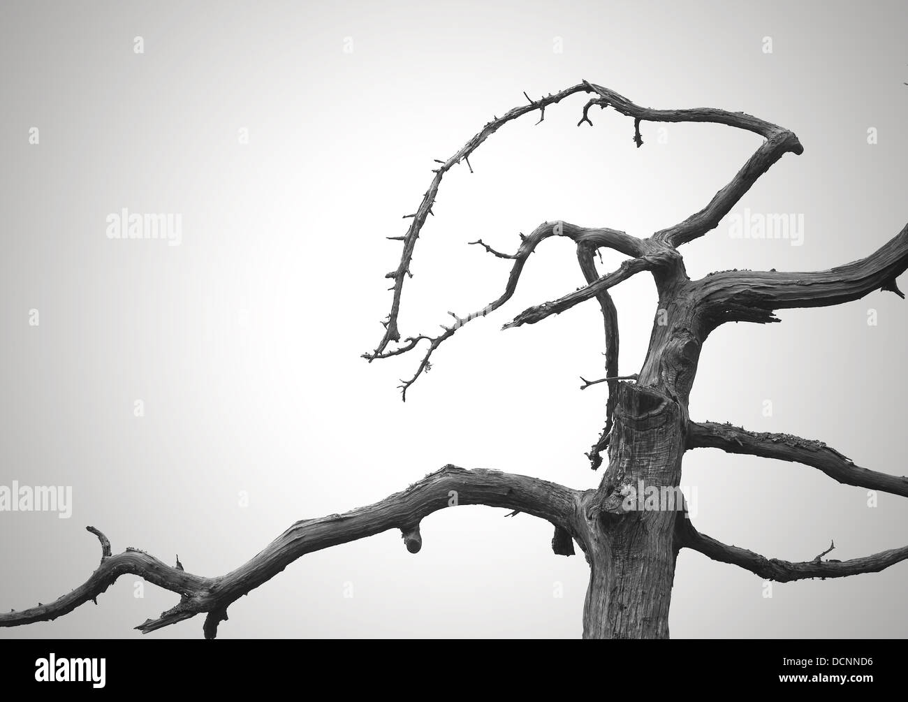 Spooky Tree Bark Stock Photos & Spooky Tree Bark Stock Images - Alamy