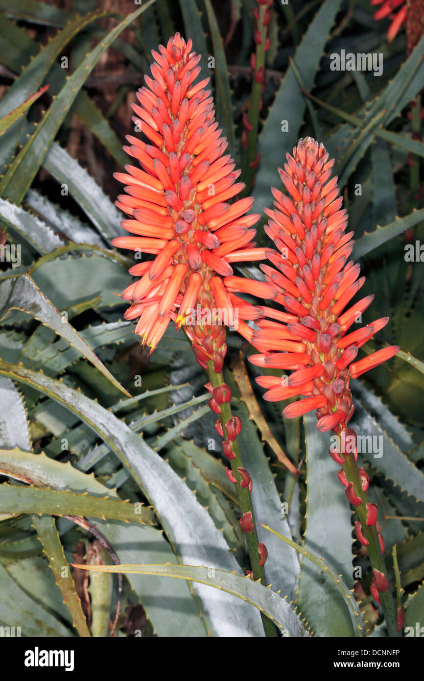 Krans Aloe-Aloe arborescens-Family Liliaceae/Aloaceae Stock Photo - Alamy