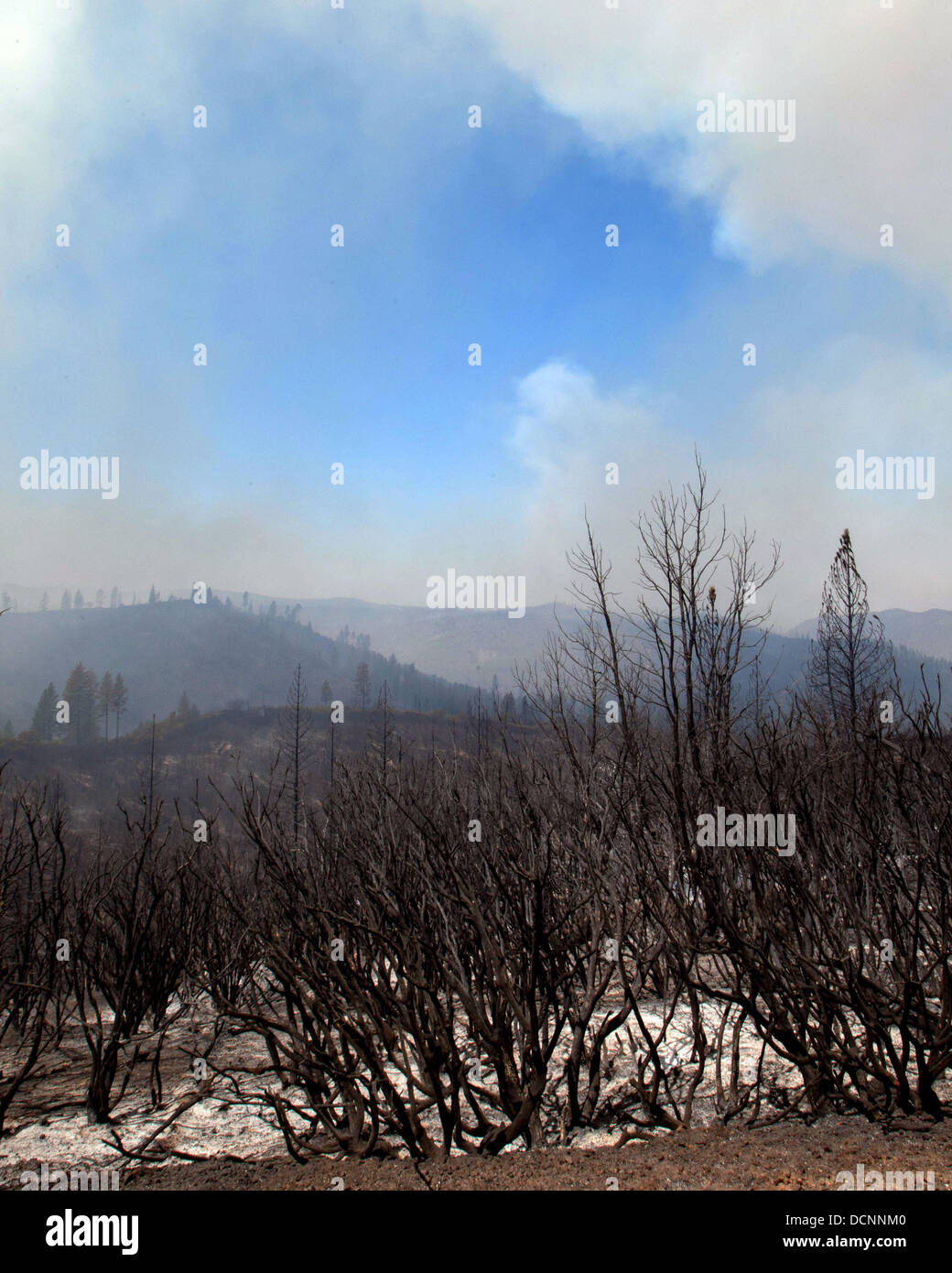 Buck Meadows, CA, USA. 20th Aug, 2013. The Rim Fire in the Stanislaus ...