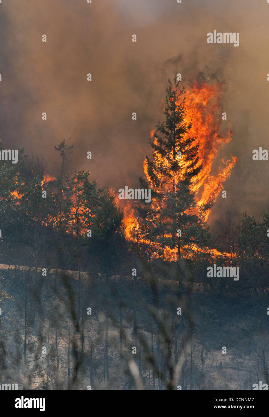 Buck Meadows, CA, USA. 20th Aug, 2013. The Rim Fire in the Stanislaus ...