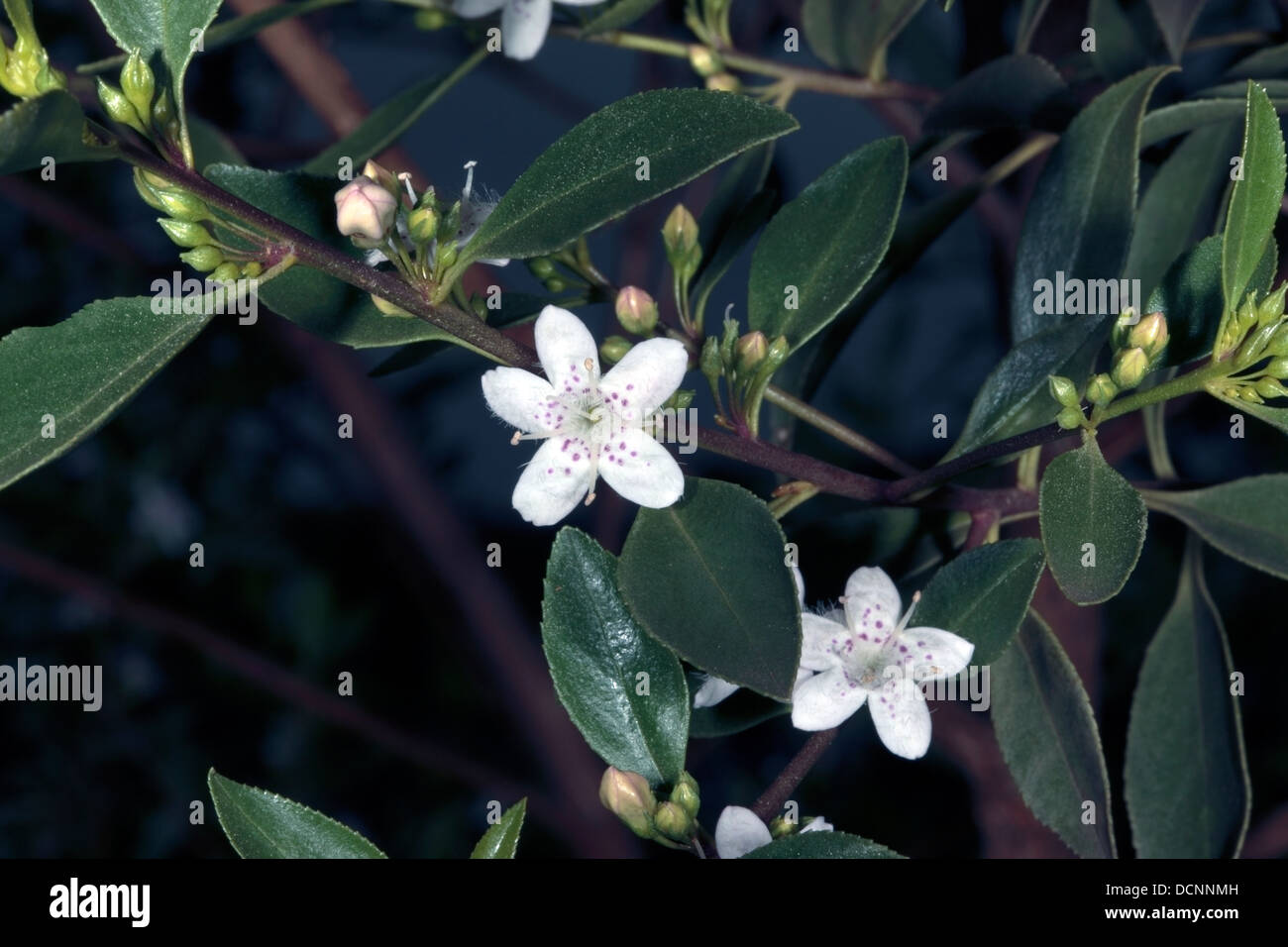 Close-up of flowers of the native South Australian Sticky Boobialla ...