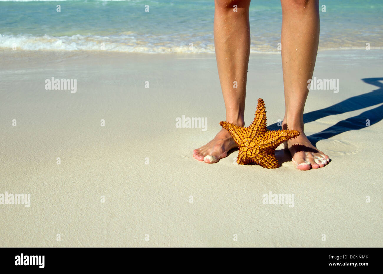 Starfish at sunset hi-res stock photography and images - Alamy