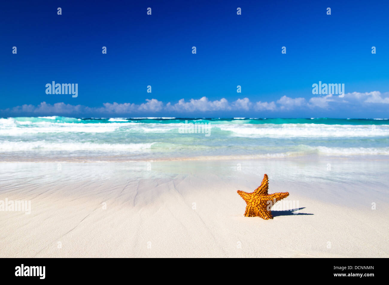starfish with beach Stock Photo - Alamy