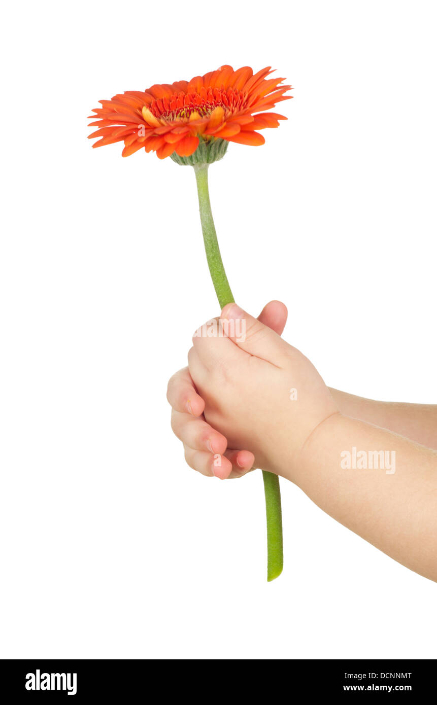 flower in hands Stock Photo - Alamy