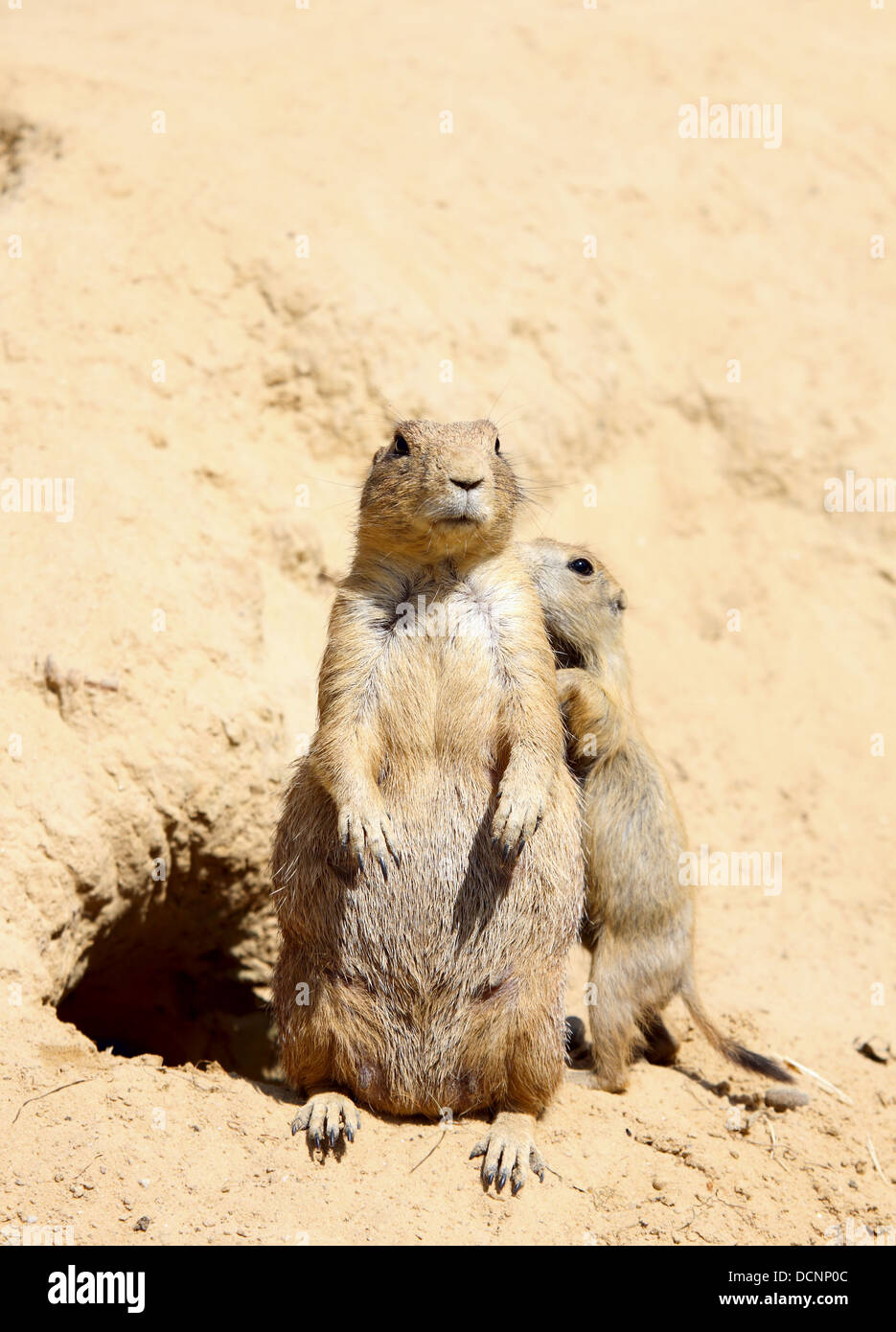 family of cute marmots Stock Photo - Alamy