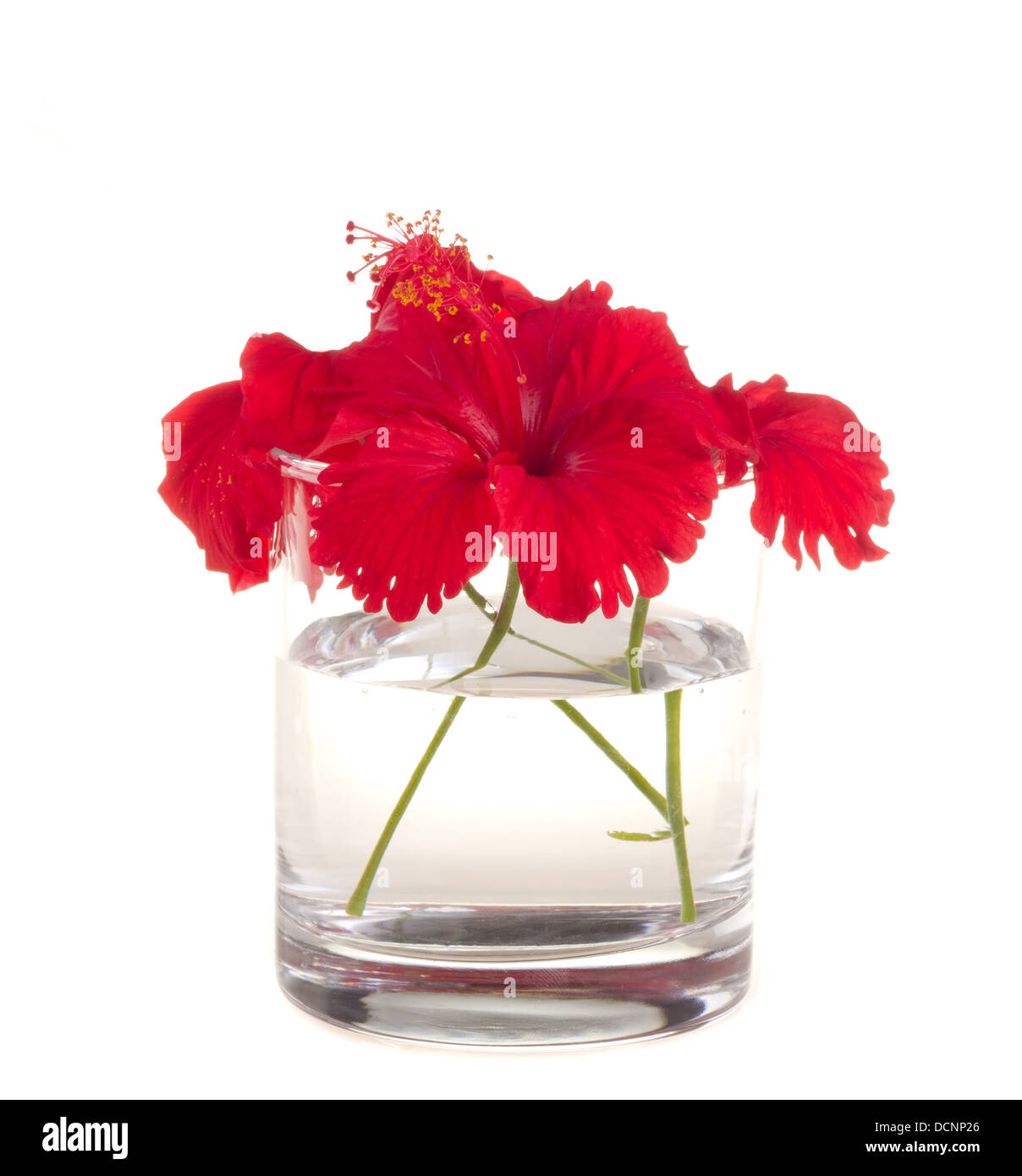red hibiscus flower Stock Photo - Alamy