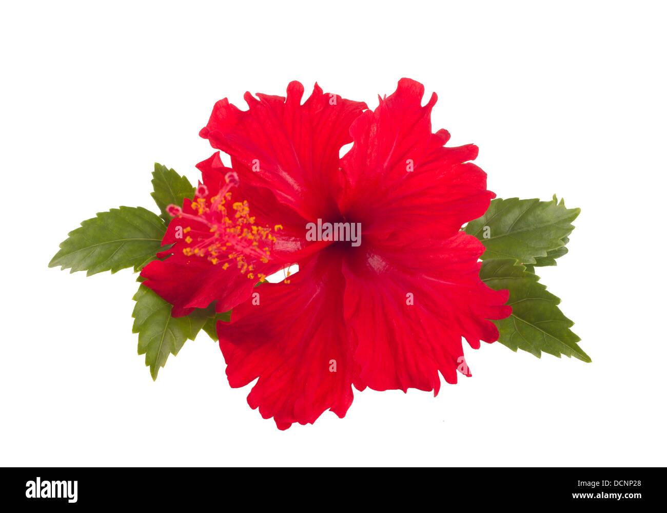 red hibiscus flower Stock Photo - Alamy