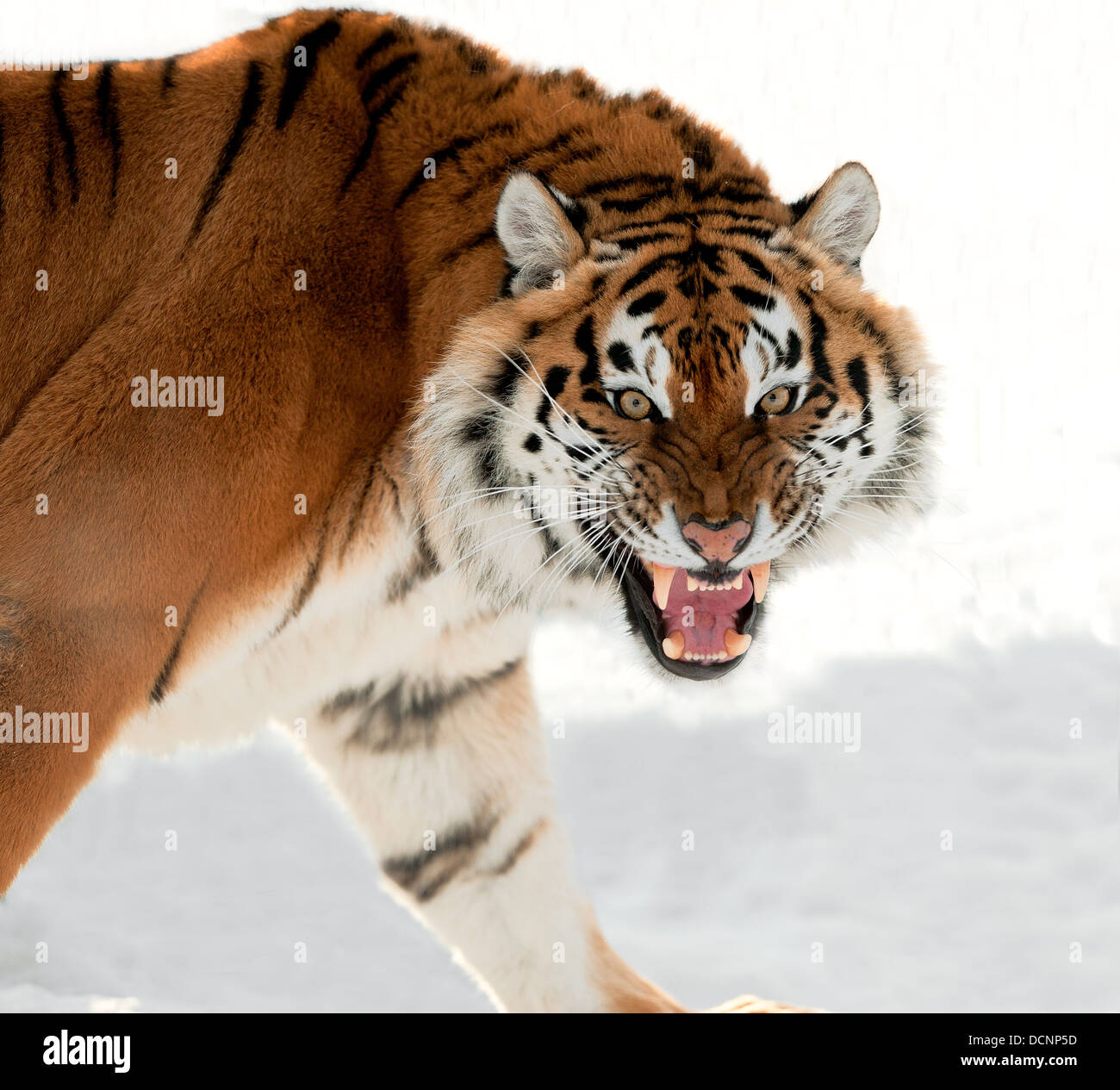 Siberian Tiger Growling Stock Photo - Alamy