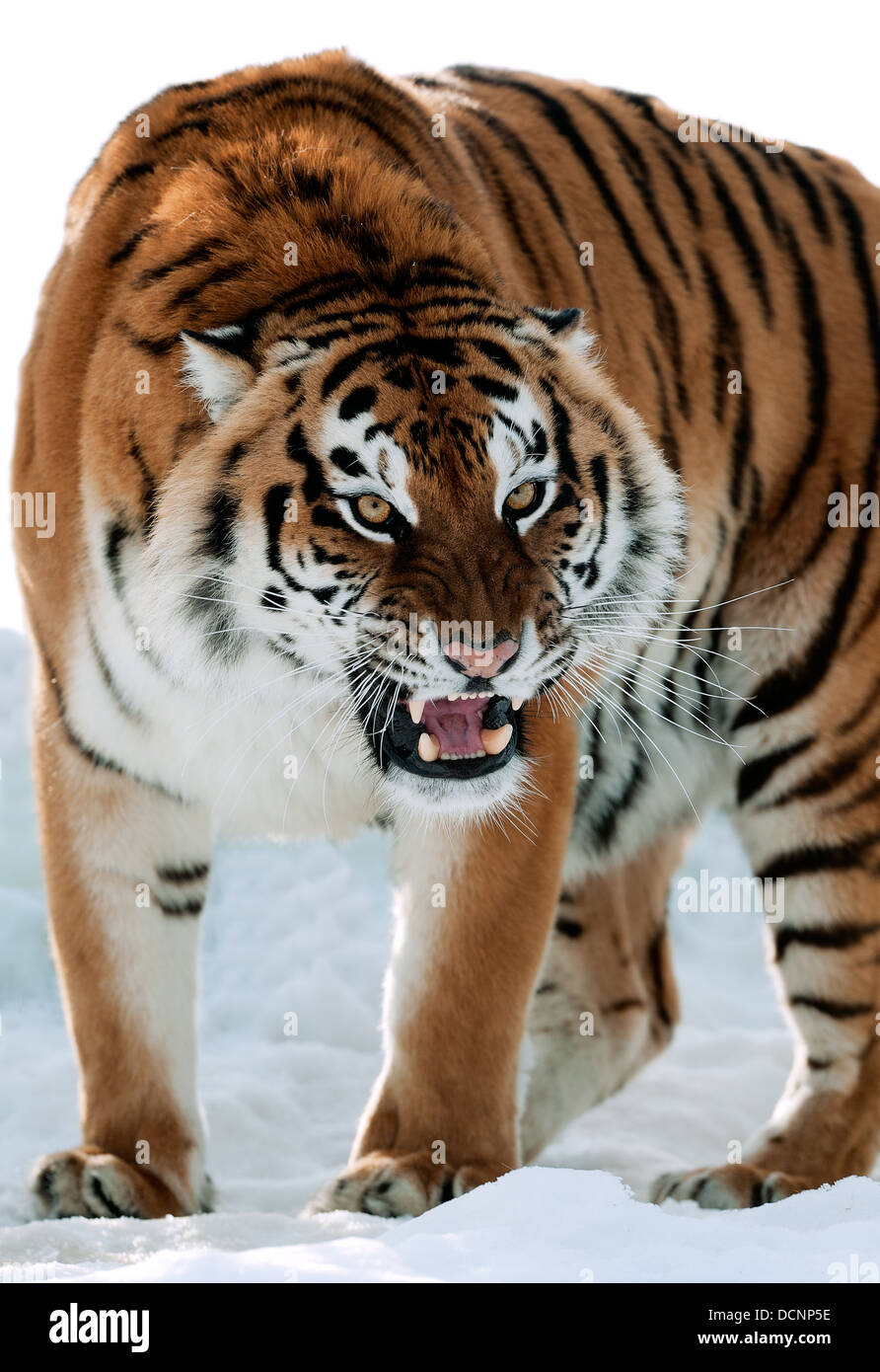 Siberian Tiger Growling Stock Photo - Alamy