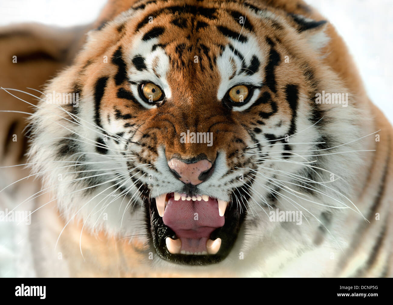 Siberian Tiger Growling Stock Photo - Alamy