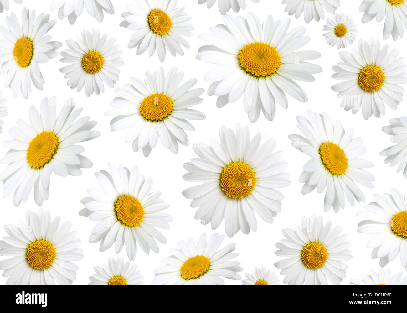 chamomile flowers texture, on a white background Stock Photo - Alamy