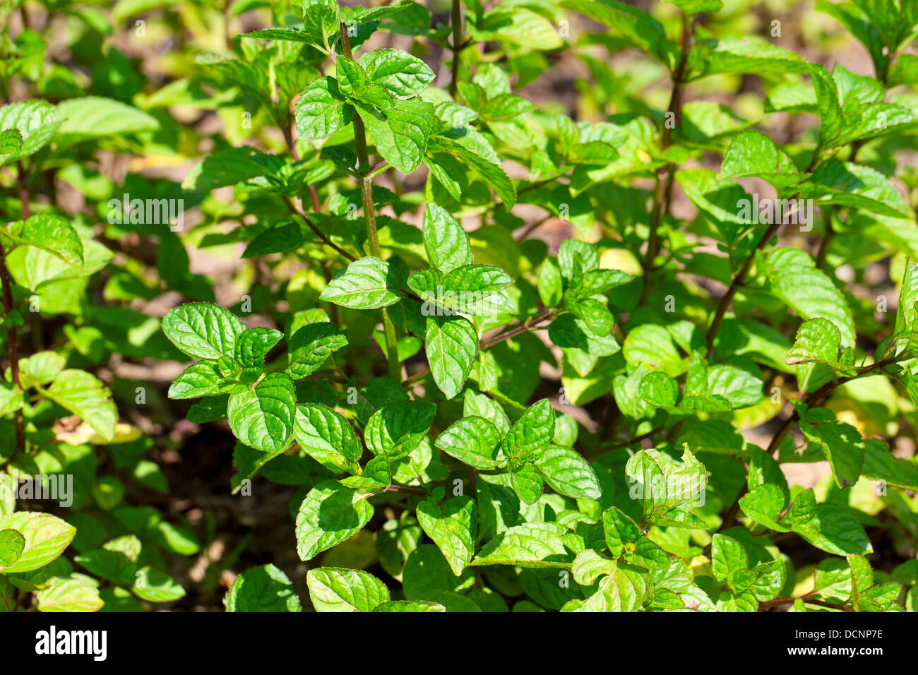 Mentha plant in tghe garden Stock Photo - Alamy