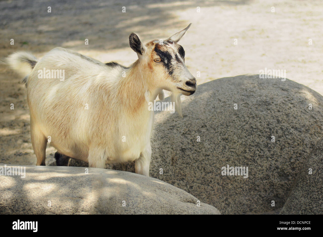 Cute creme color goat Stock Photo - Alamy