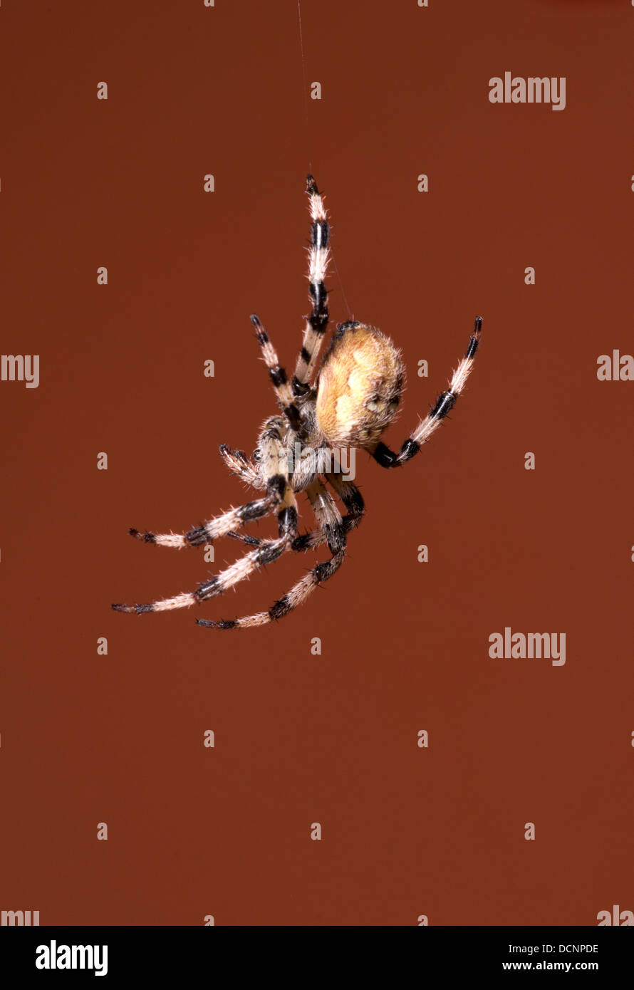 Spider extreme close up hi-res stock photography and images - Alamy