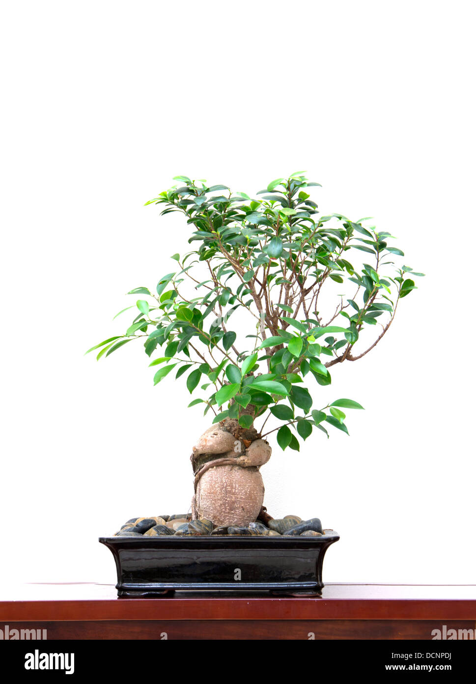 Small banyan tree hi-res stock photography and images - Alamy