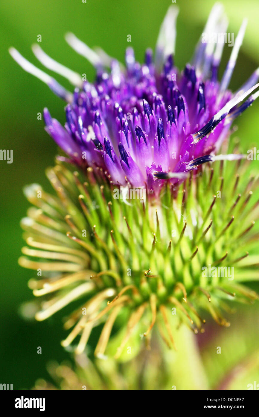 Thistle flower macro Stock Photo - Alamy